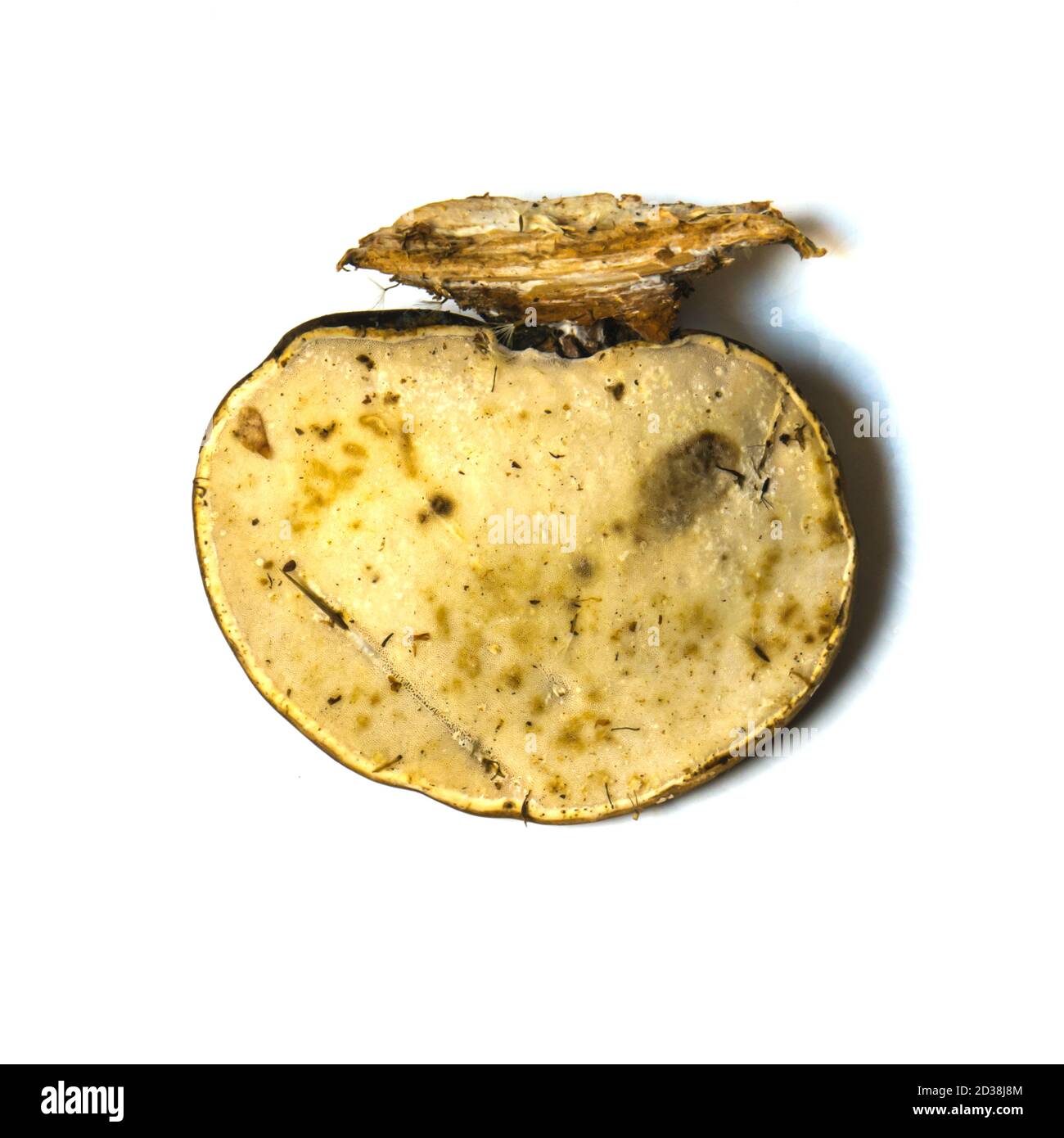 Tree trunk fungus Cut Out Stock Images & Pictures - Alamy