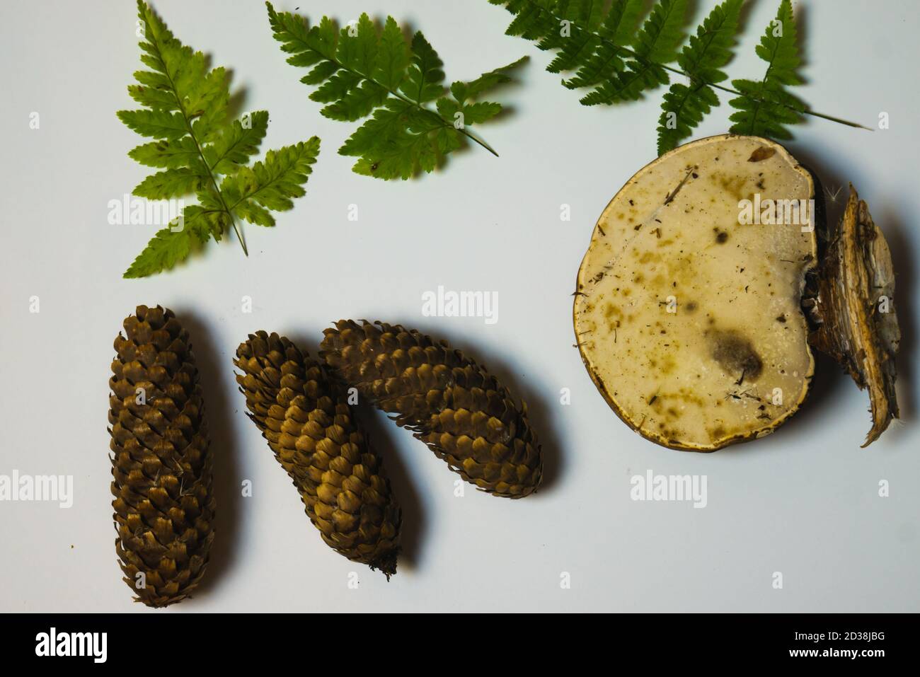 Conifers and fern leaves Stock Photo - Alamy