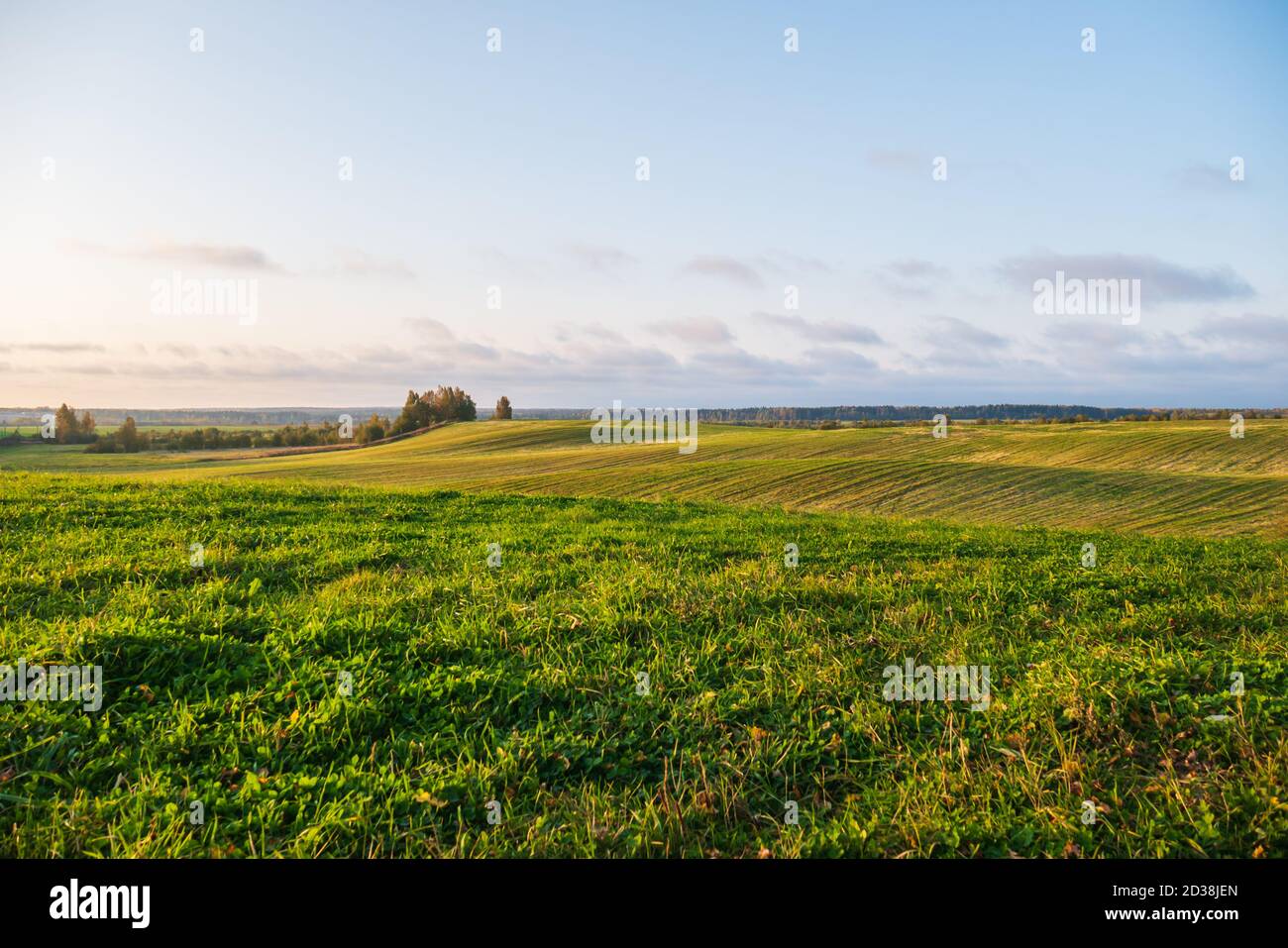 A huge green field with grass and wheat Stock Photo - Alamy