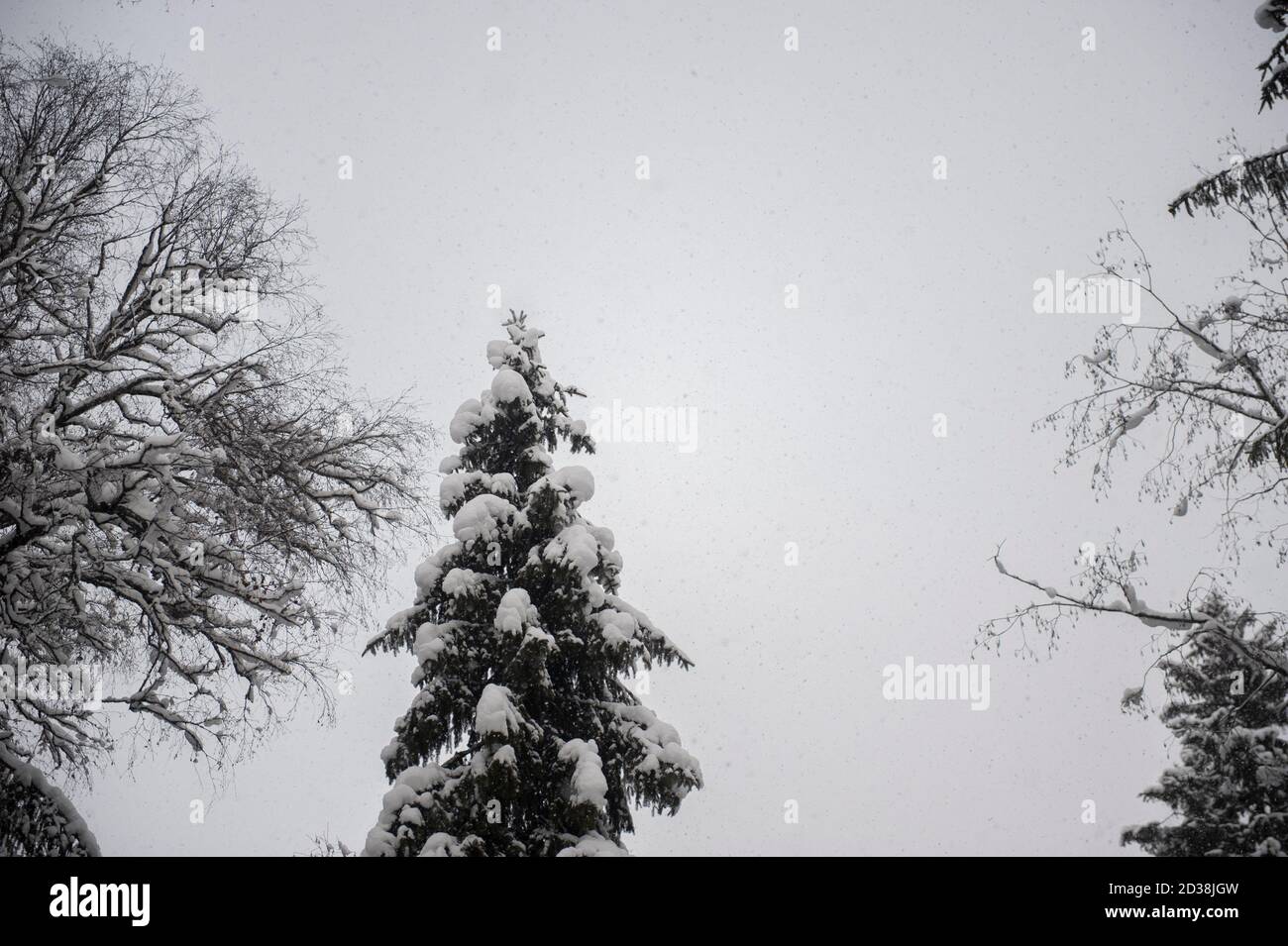 Little firtree hi-res stock photography and images - Alamy