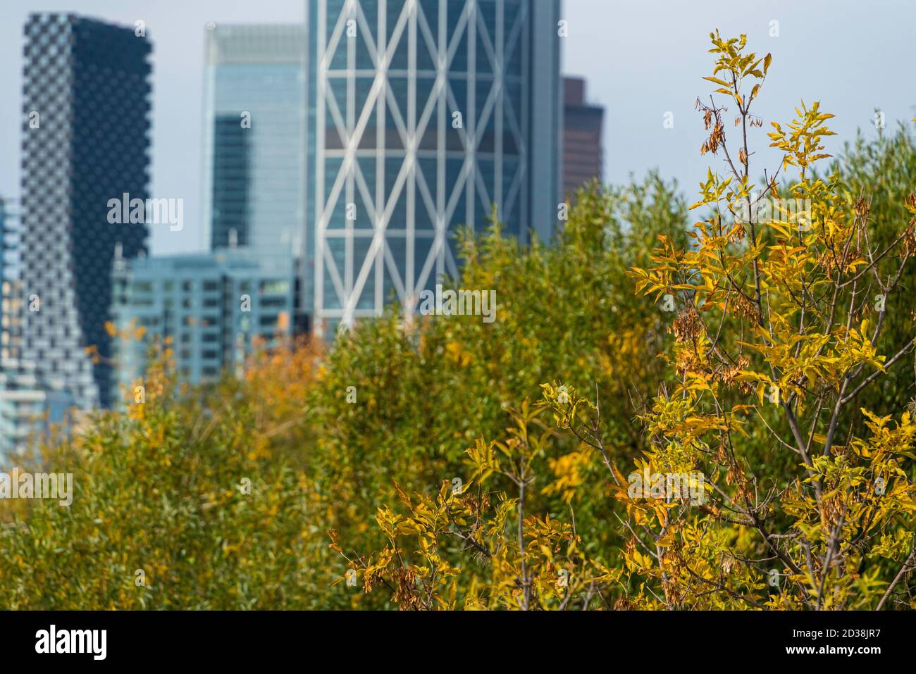 Downtown city skyline with fall trees in foreground Stock Photo - Alamy