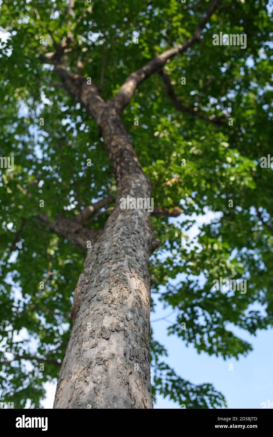 Tall tree with evergreen leaves Refreshing, Focus on the trunk Stock ...