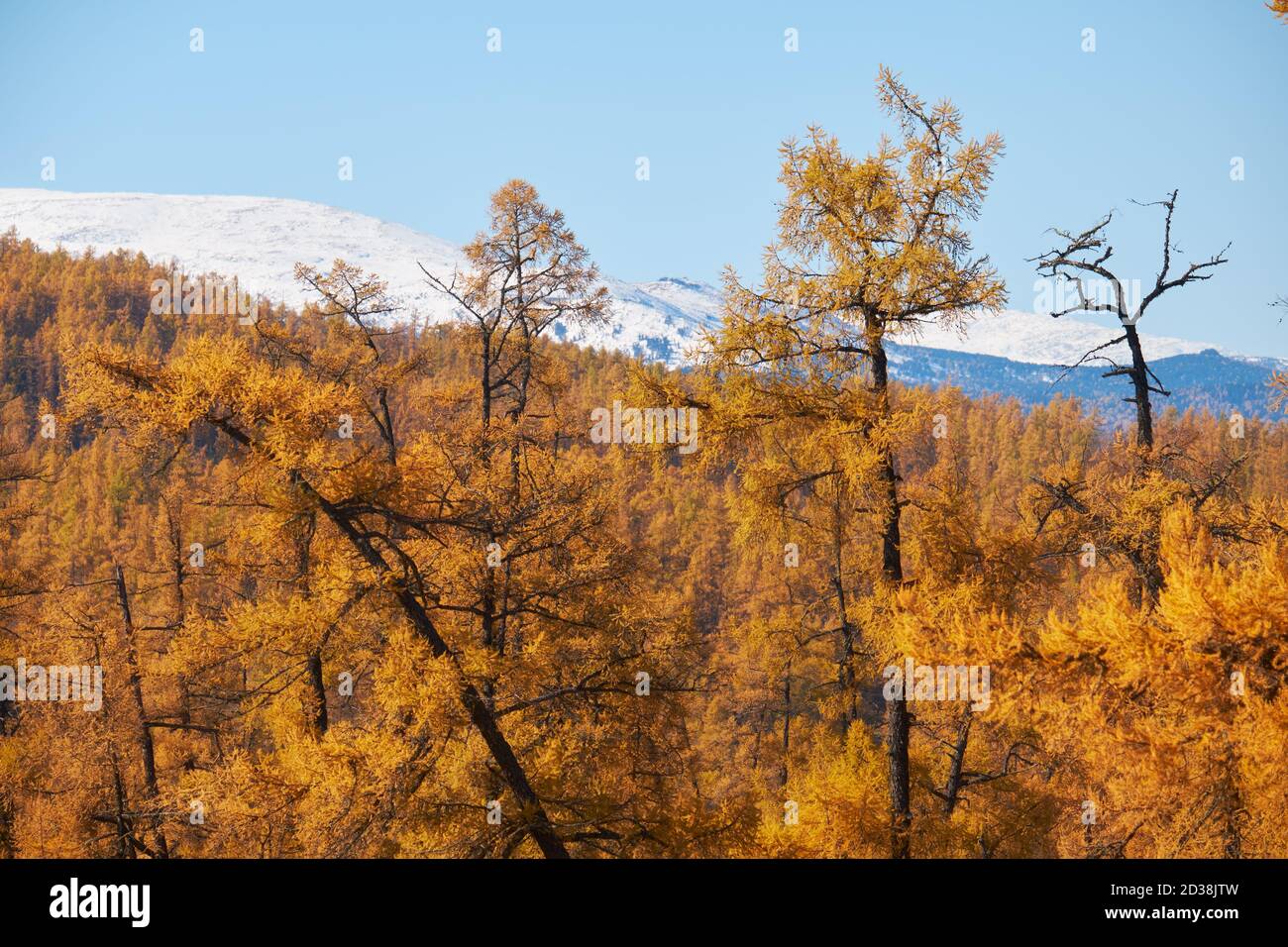 Siberia landscape hi-res stock photography and images - Alamy