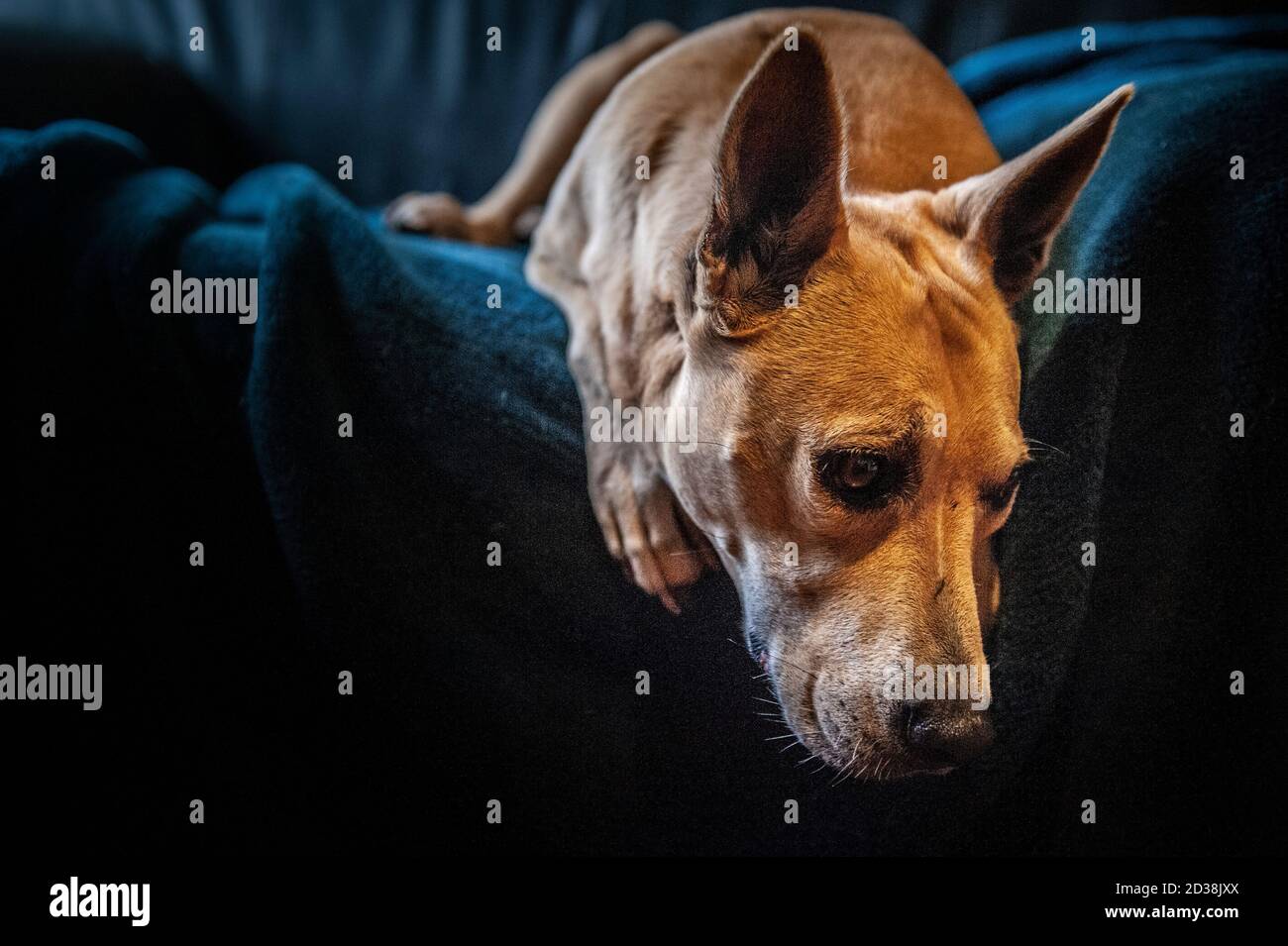 My dog Saige, a yellow gold staffy mix, sitting on the couch armchair ...