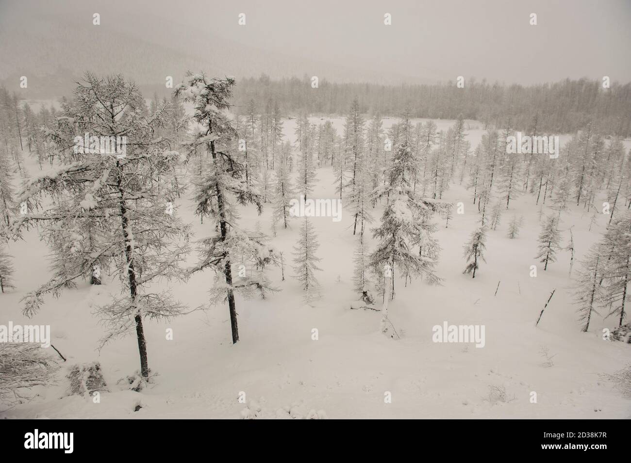 Snow covered pine trees of Russian taiga in Russian Far East, Kolyma ...