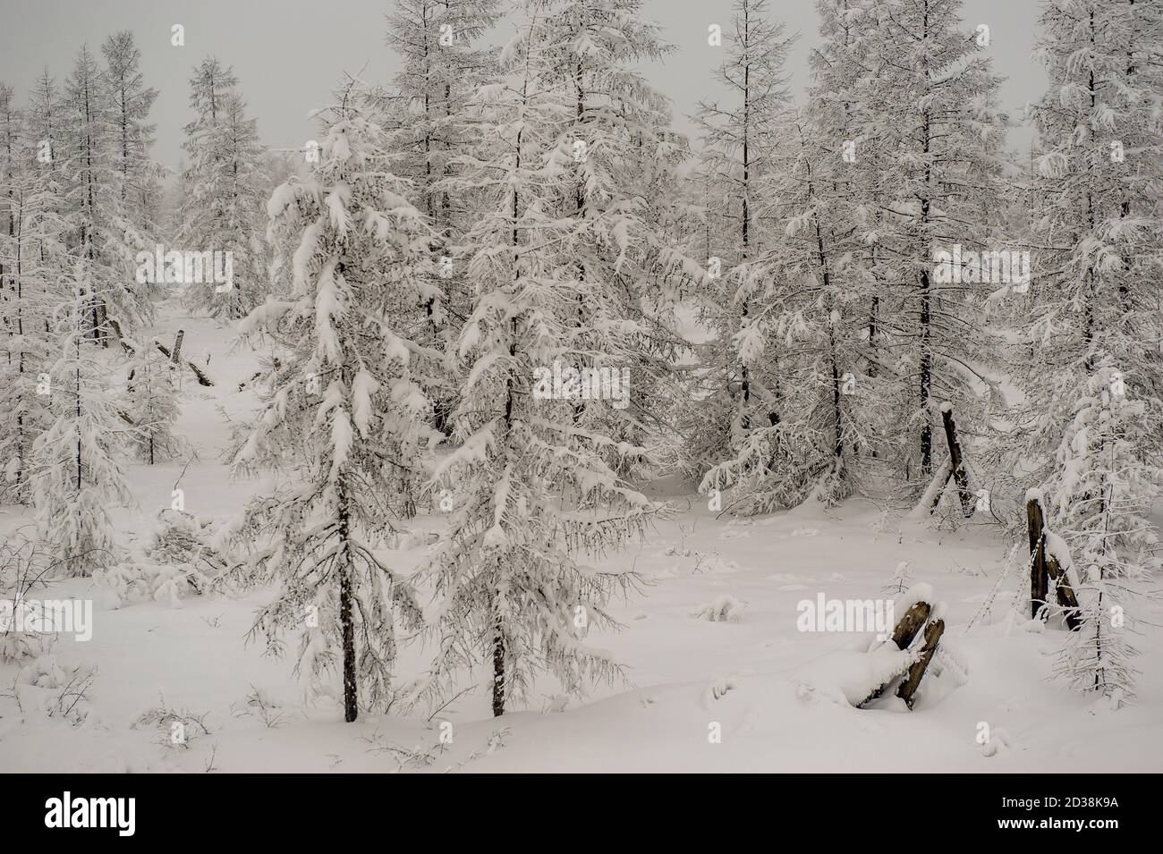 Remains of Soviet concentration camp/gulag barbed wire fence in Russia ...