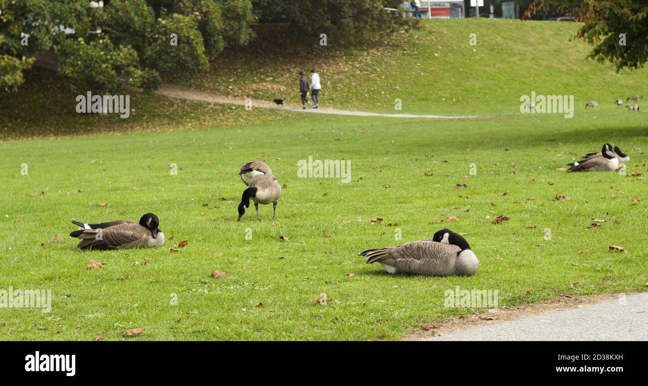 Sleepin goose hi-res stock photography and images - Alamy