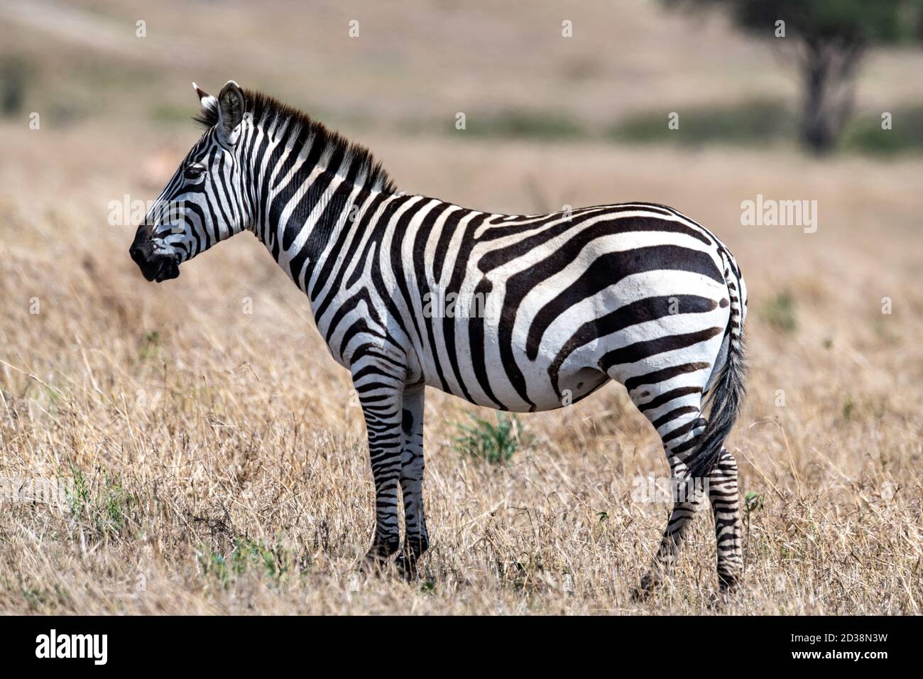 Plains zebras (Equus quagga) in Kenya, Africa Stock Photo - Alamy