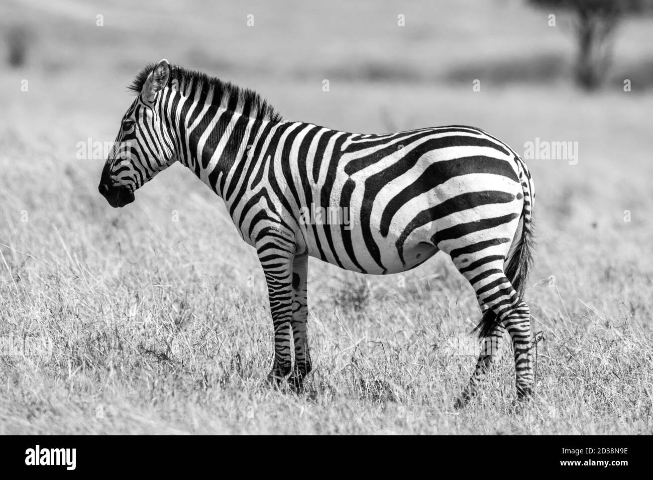 Plains zebras (Equus quagga) in Kenya, Africa Stock Photo - Alamy
