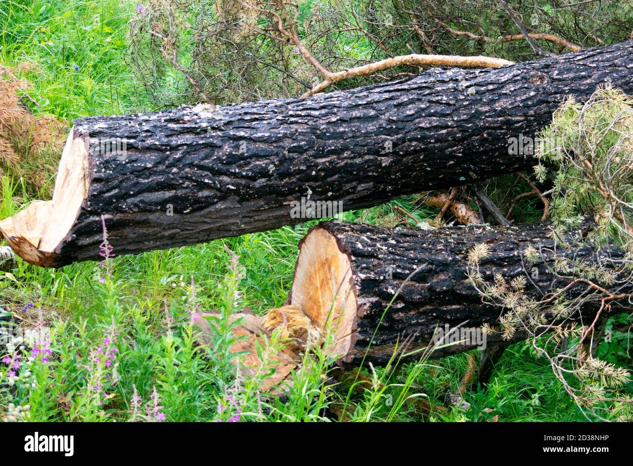 Lie down trees hi-res stock photography and images - Alamy