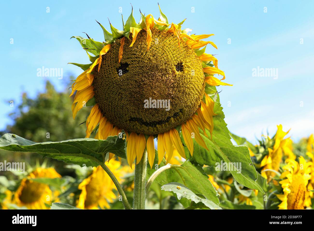 Sunflower with a smiley face in the field Stock Photo - Alamy