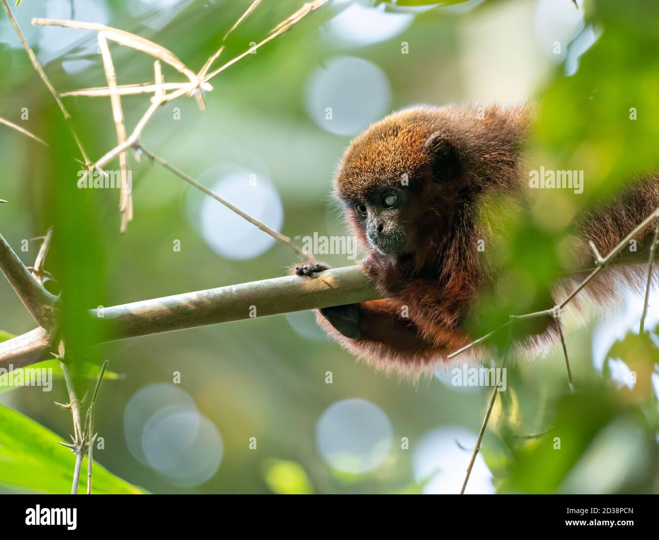 Blind monkey hi-res stock photography and images - Alamy