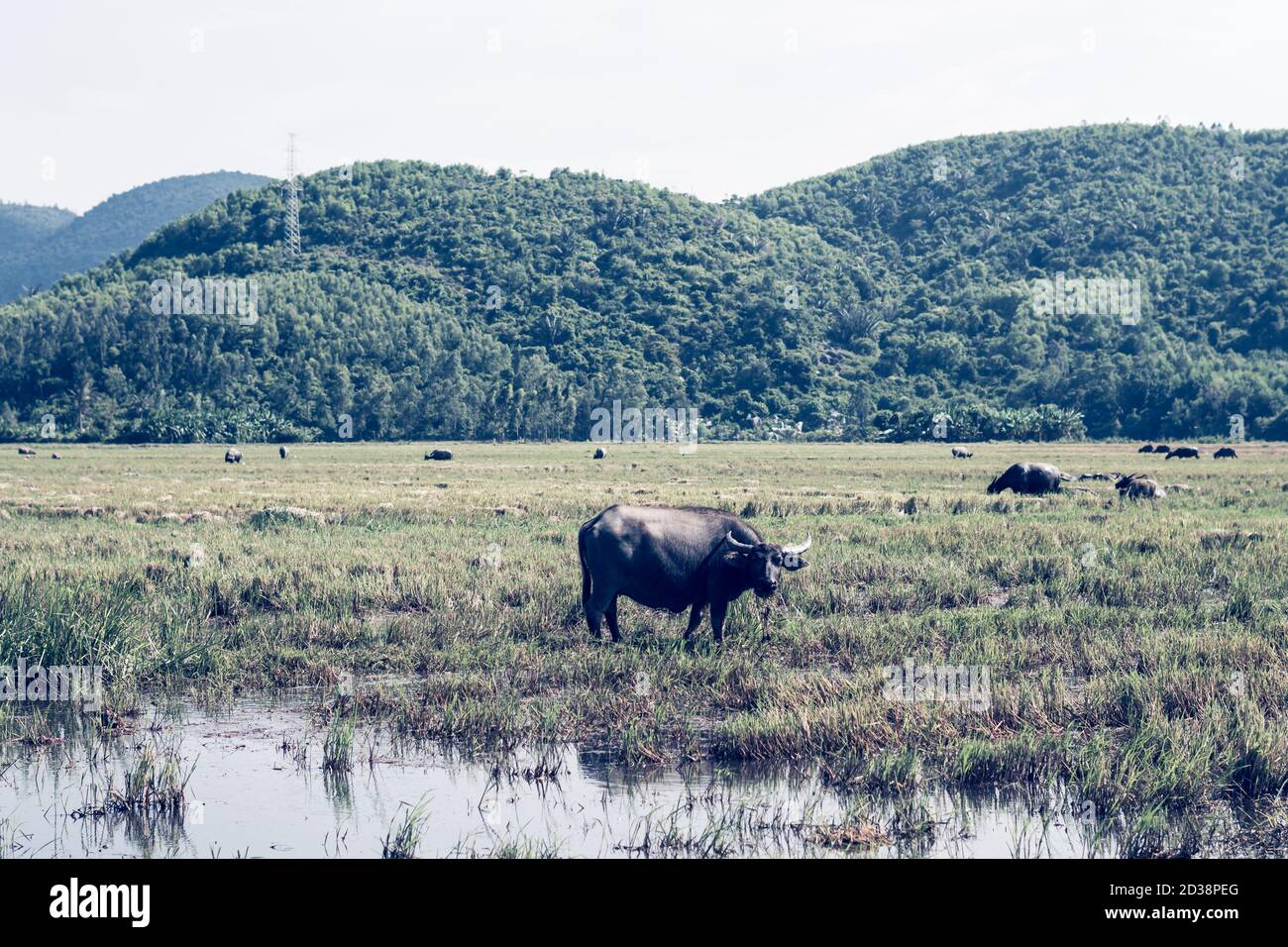 Water Buffalo Standing graze rice grass field meadow sun, forested ...