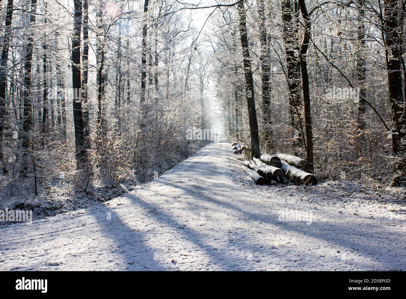 Mesmerizing scenery of winter in the forest Stock Photo - Alamy