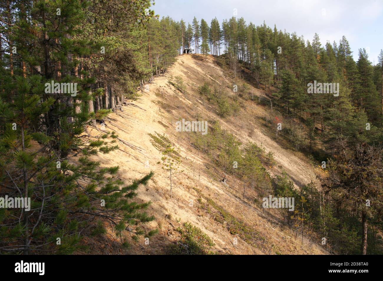 Steep slope, drop-off of sand by a riverside. Pine tree on the ridge ...
