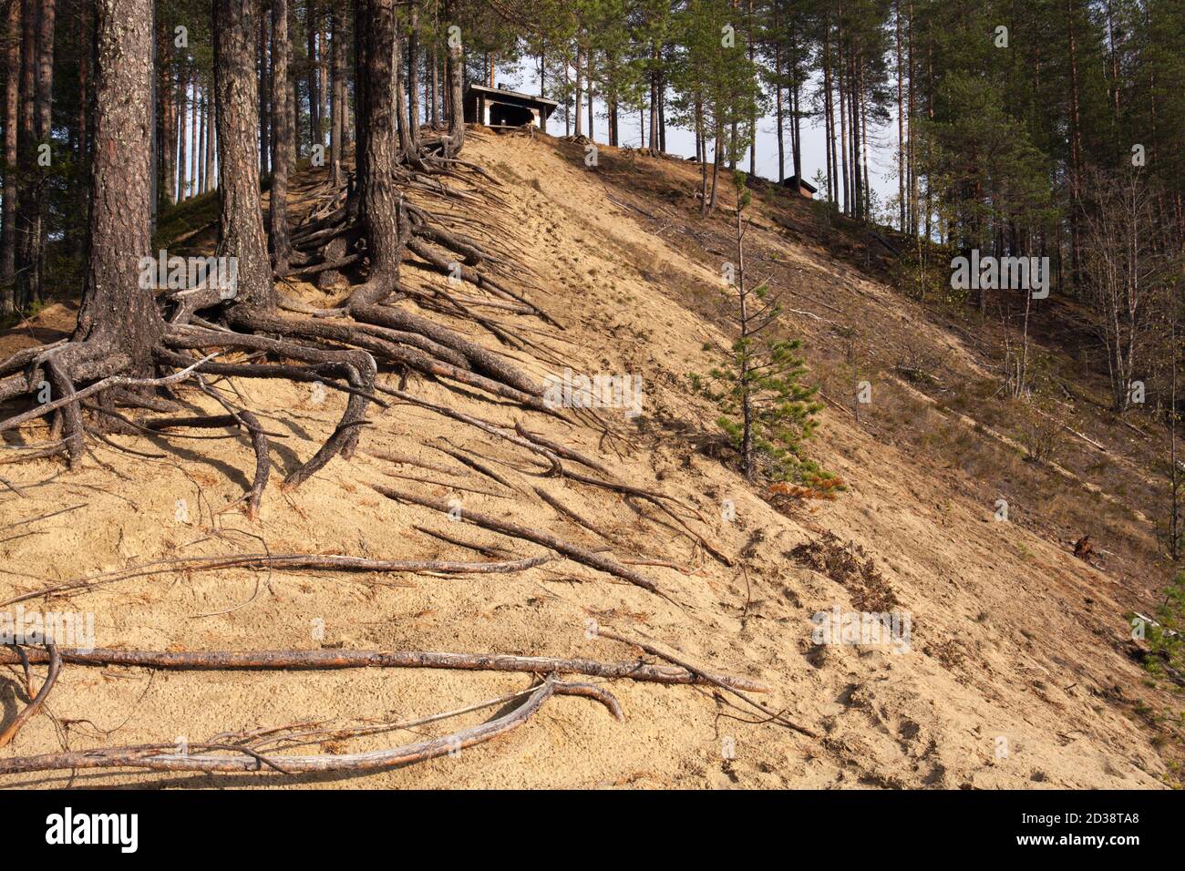 Steep slope, drop-off of sand by a riverside. Pine tree on the ridge ...