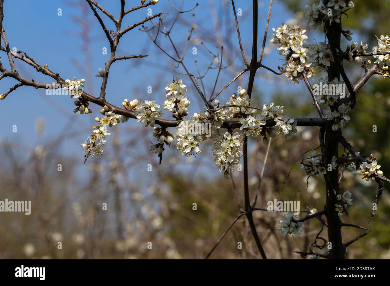 Flowering trees in the gardens in springtime Stock Photo - Alamy
