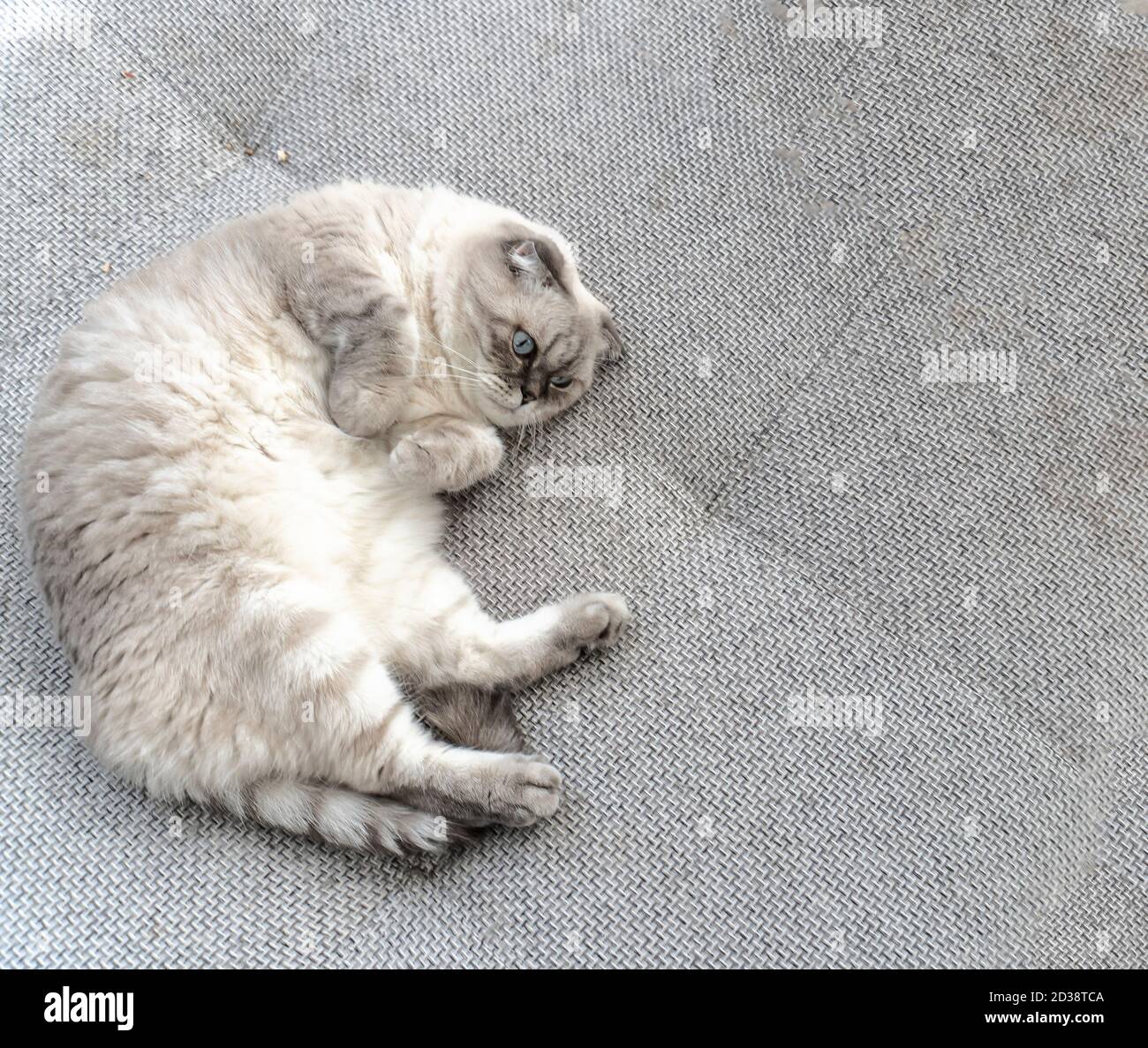 Photo Scottish cat breed, white with blue eyes, scottish-fold Stock ...