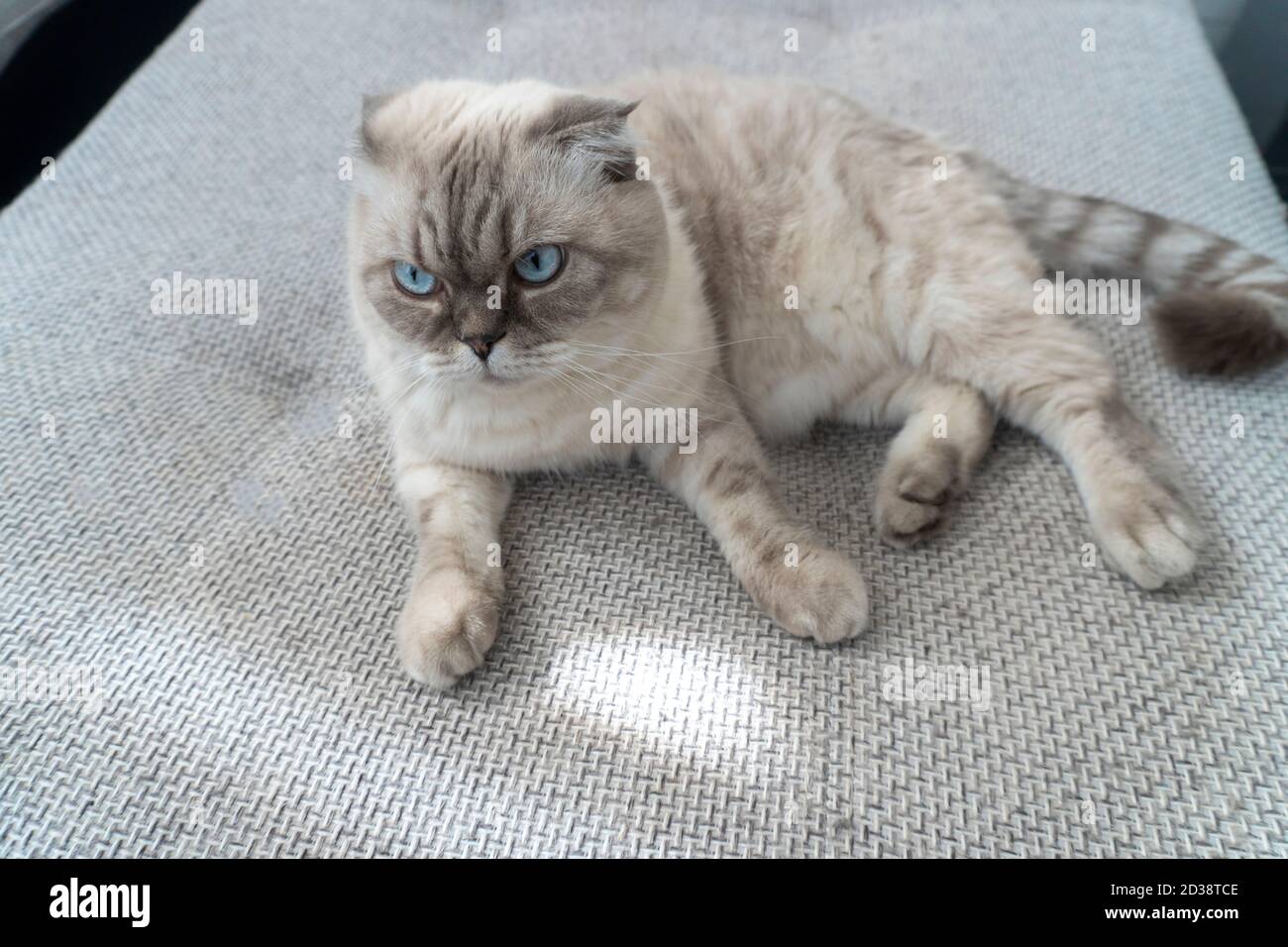 Photo Scottish cat breed, white with blue eyes, scottish-fold Stock ...