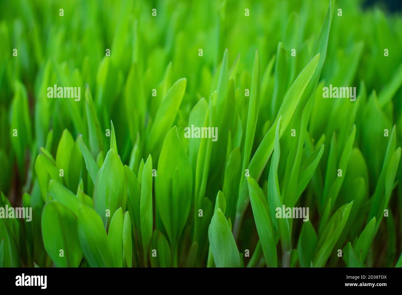 New green growing seedlings from Maize or Zea mays seeds Stock Photo ...