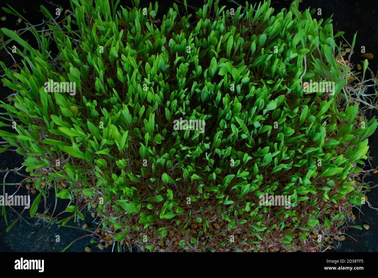 Growing new green from Maize or Zea mays seeds on a metal surface Stock ...