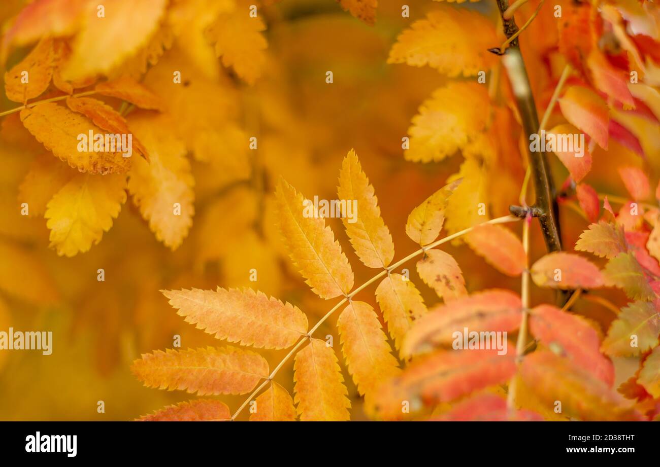 Yellow ash tree hi-res stock photography and images - Alamy