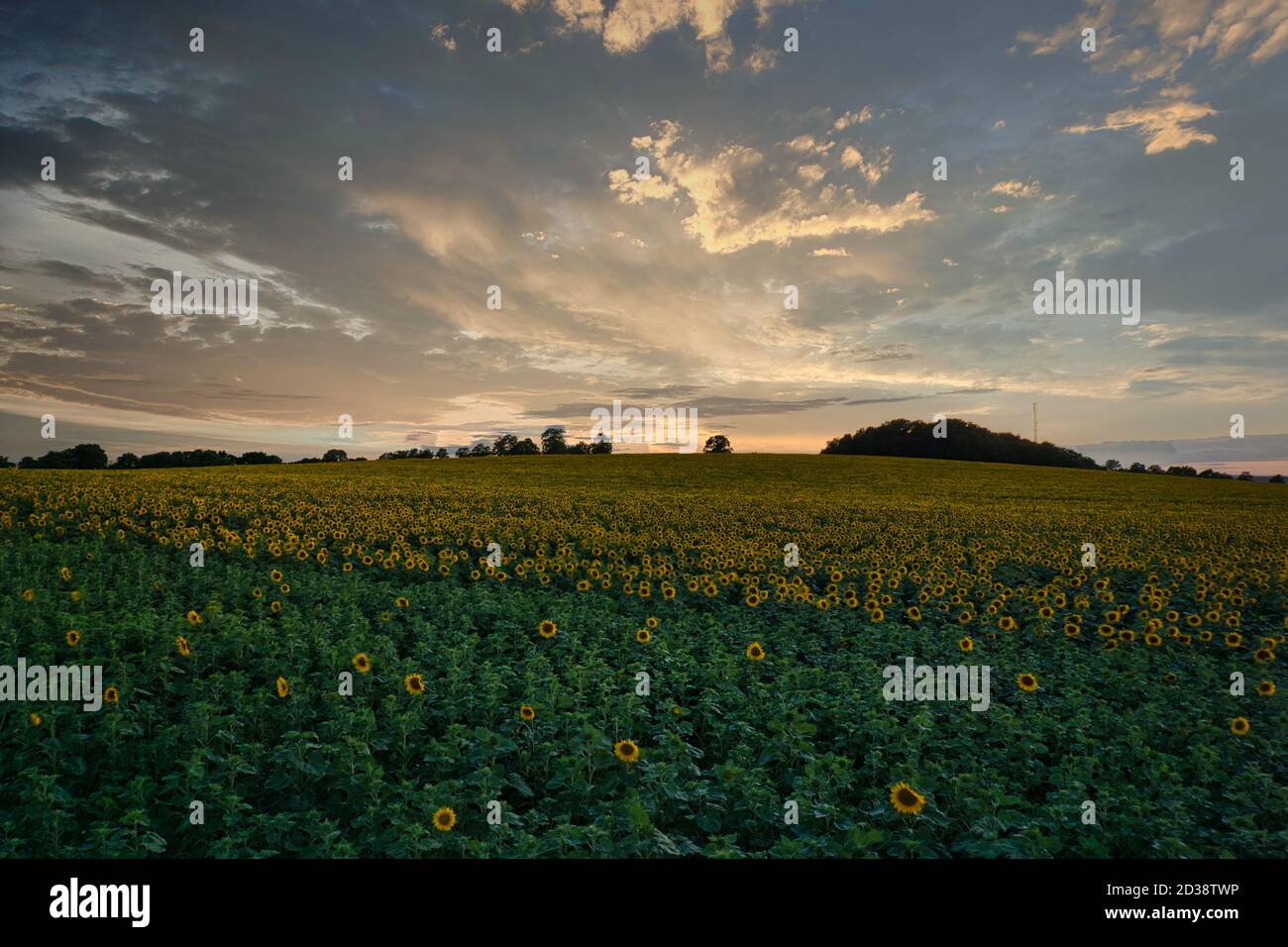 Dawn in the sunflower hi-res stock photography and images - Alamy