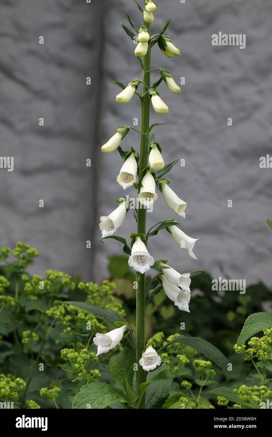 Silver church bells hi-res stock photography and images - Alamy