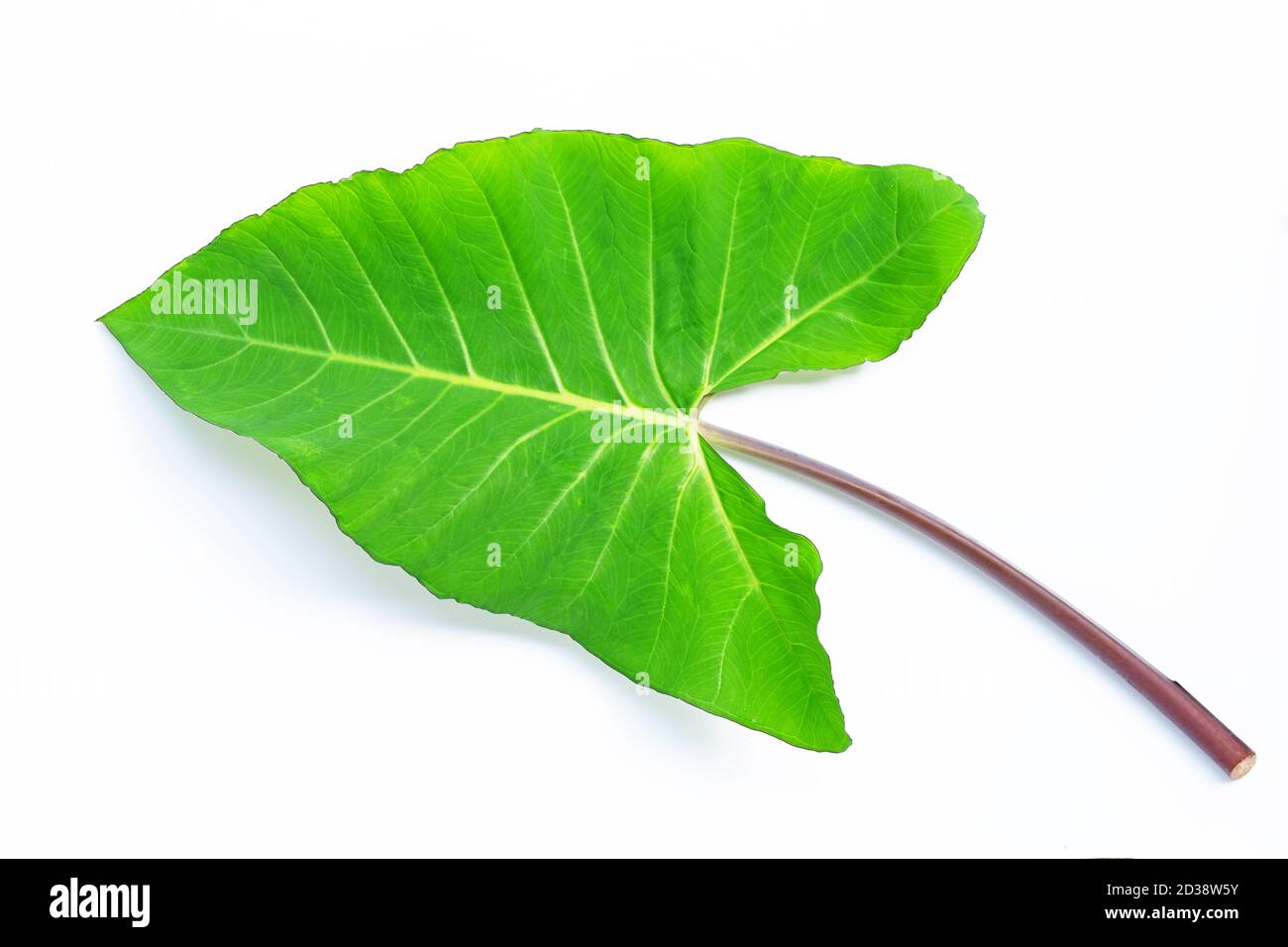 Taro leaf isolated on white background Stock Photo - Alamy