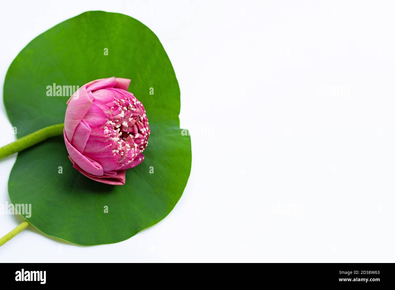 Lotus flower on white background. Top view Stock Photo - Alamy