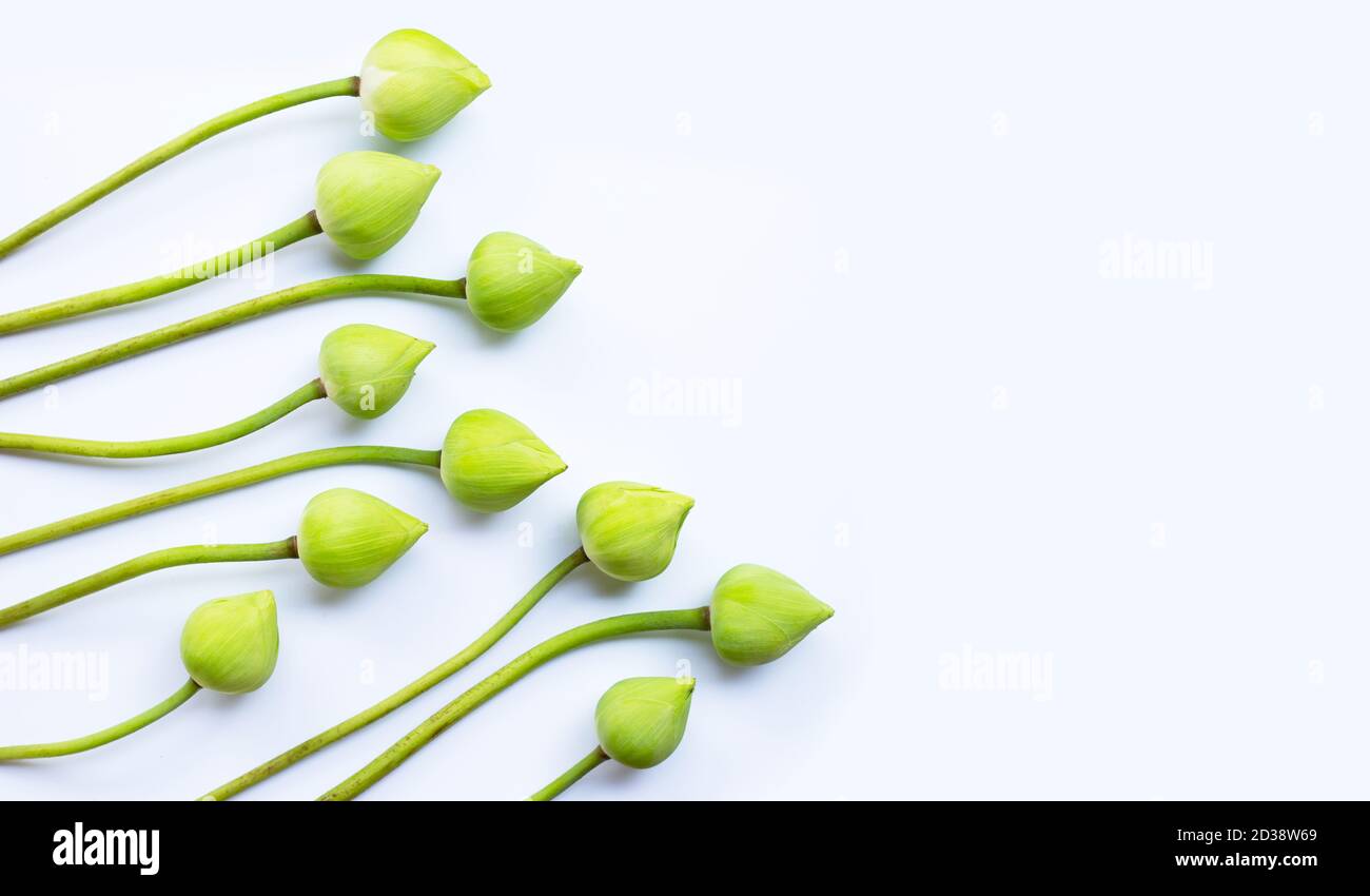 Lotus flower on white background. Top view Stock Photo - Alamy