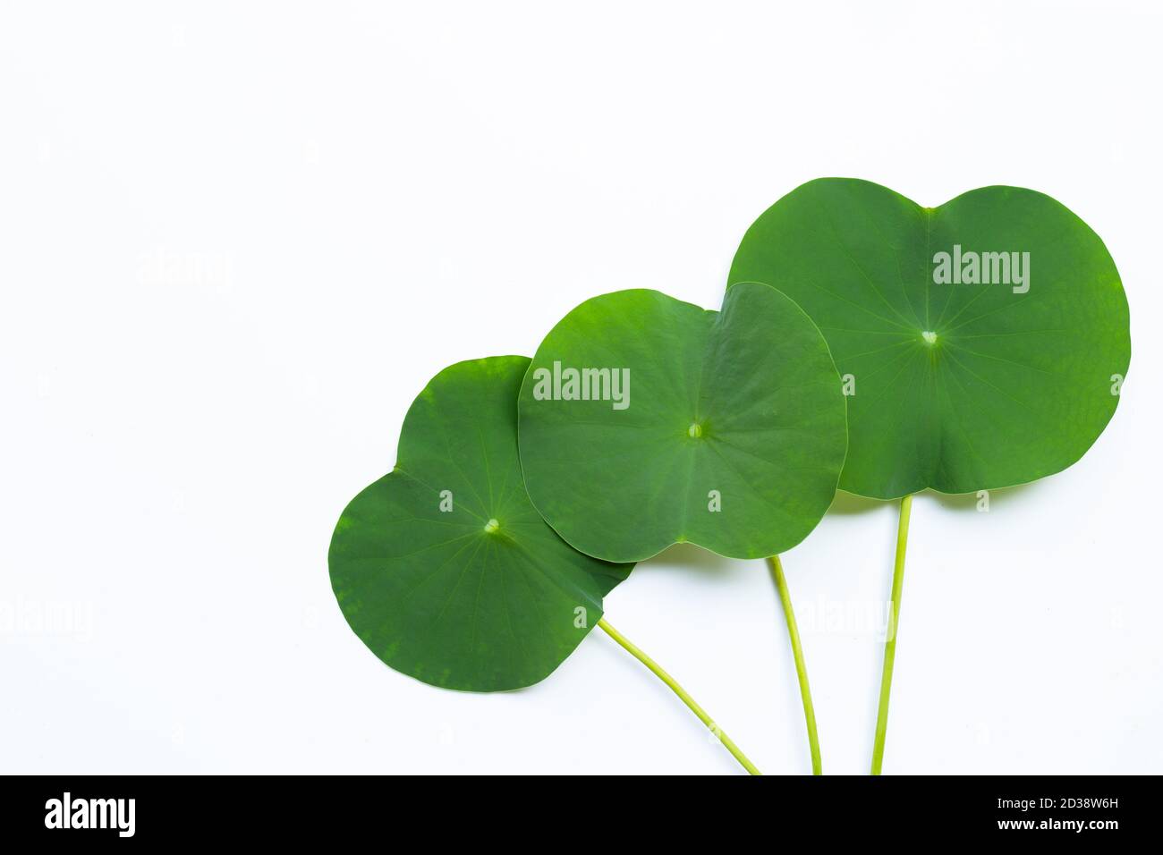 Lotus leaves Cut Out Stock Images & Pictures - Alamy