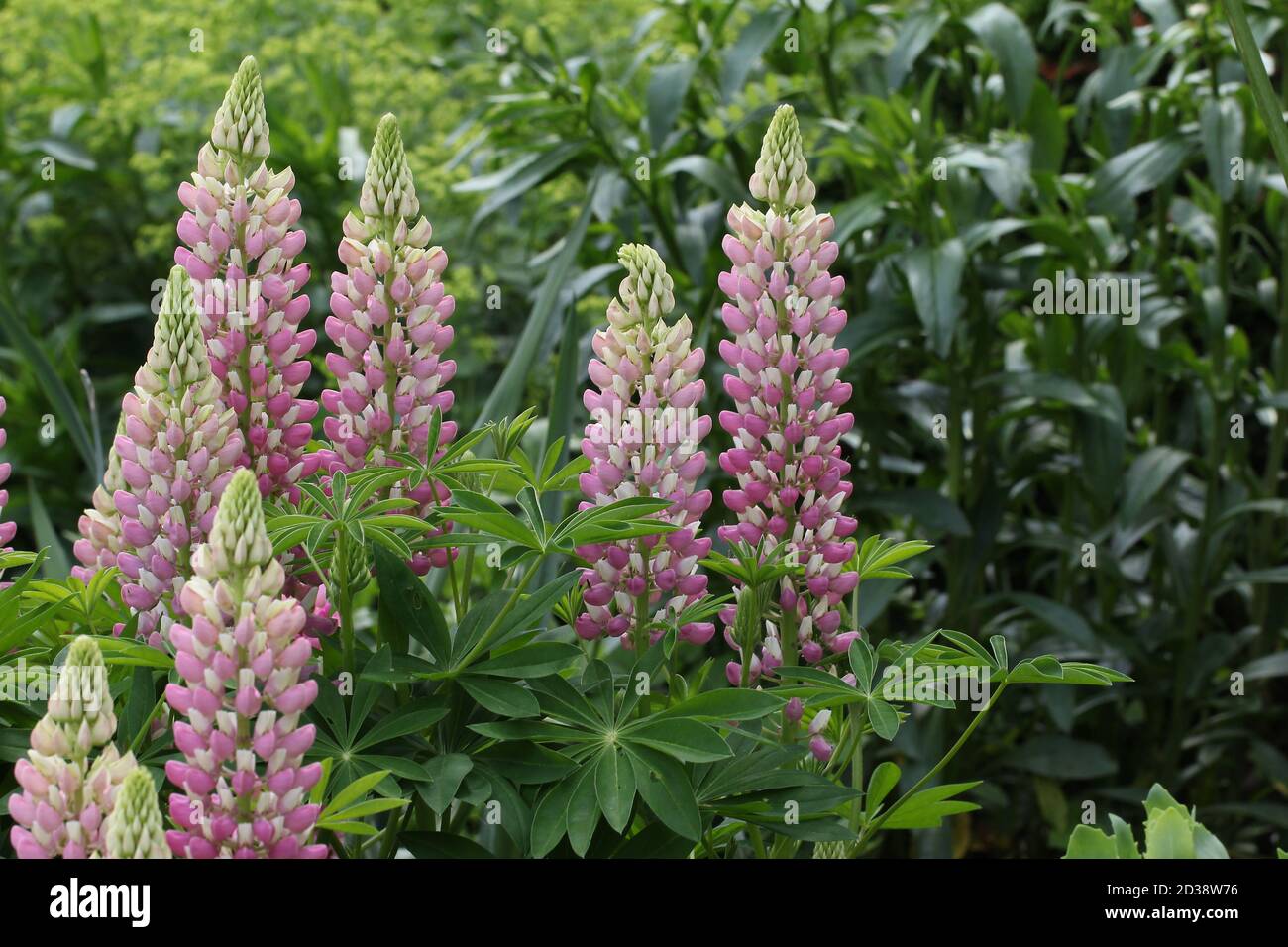 Beautifully blossomed Lupinus mutabilis plants Stock Photo - Alamy