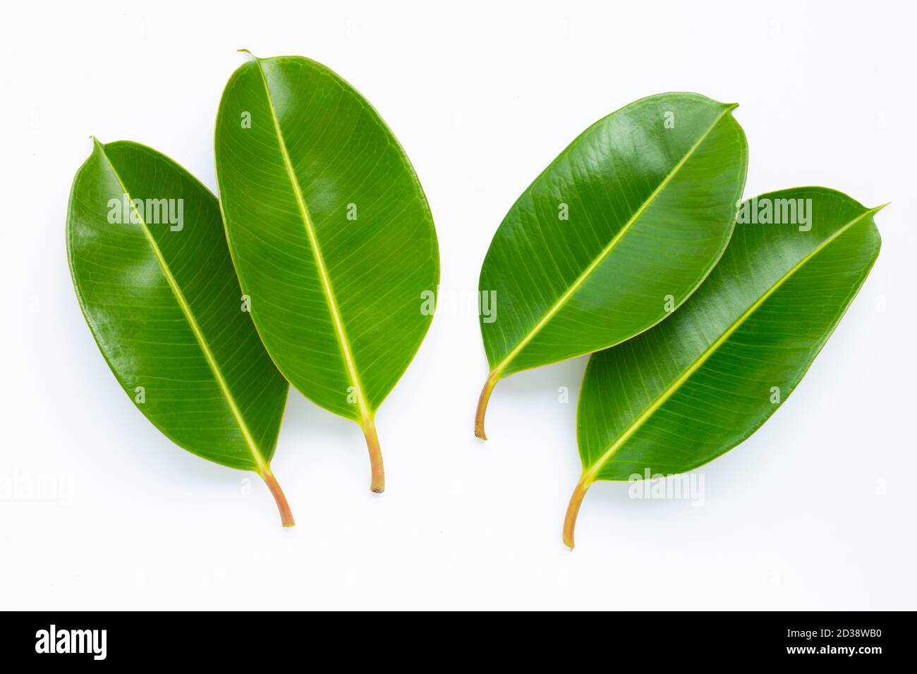 Fresh green rubber leaves Cut Out Stock Images & Pictures - Alamy