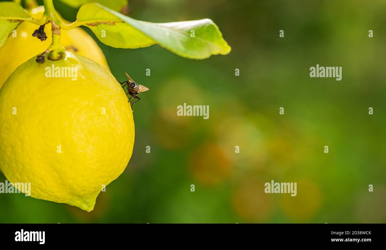 Fly over lemon on tree with blurred background for text Stock Photo - Alamy
