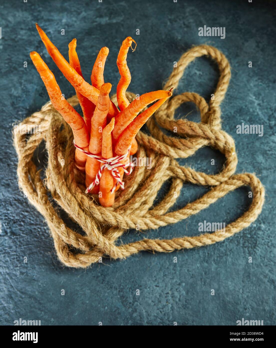 Ugly food. Deformed organic carrots on a rope on a blue background ...