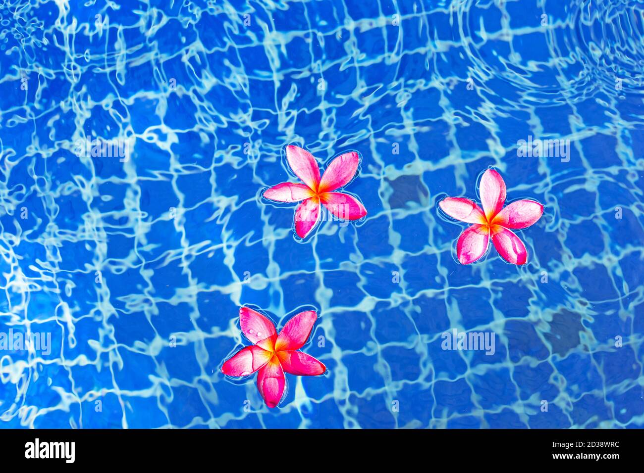 Plumeria or Frangipani flowers in the swimming pool. Top view Stock ...