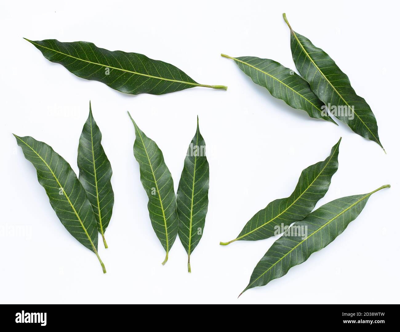 Top view of mango leaves on white background Stock Photo - Alamy