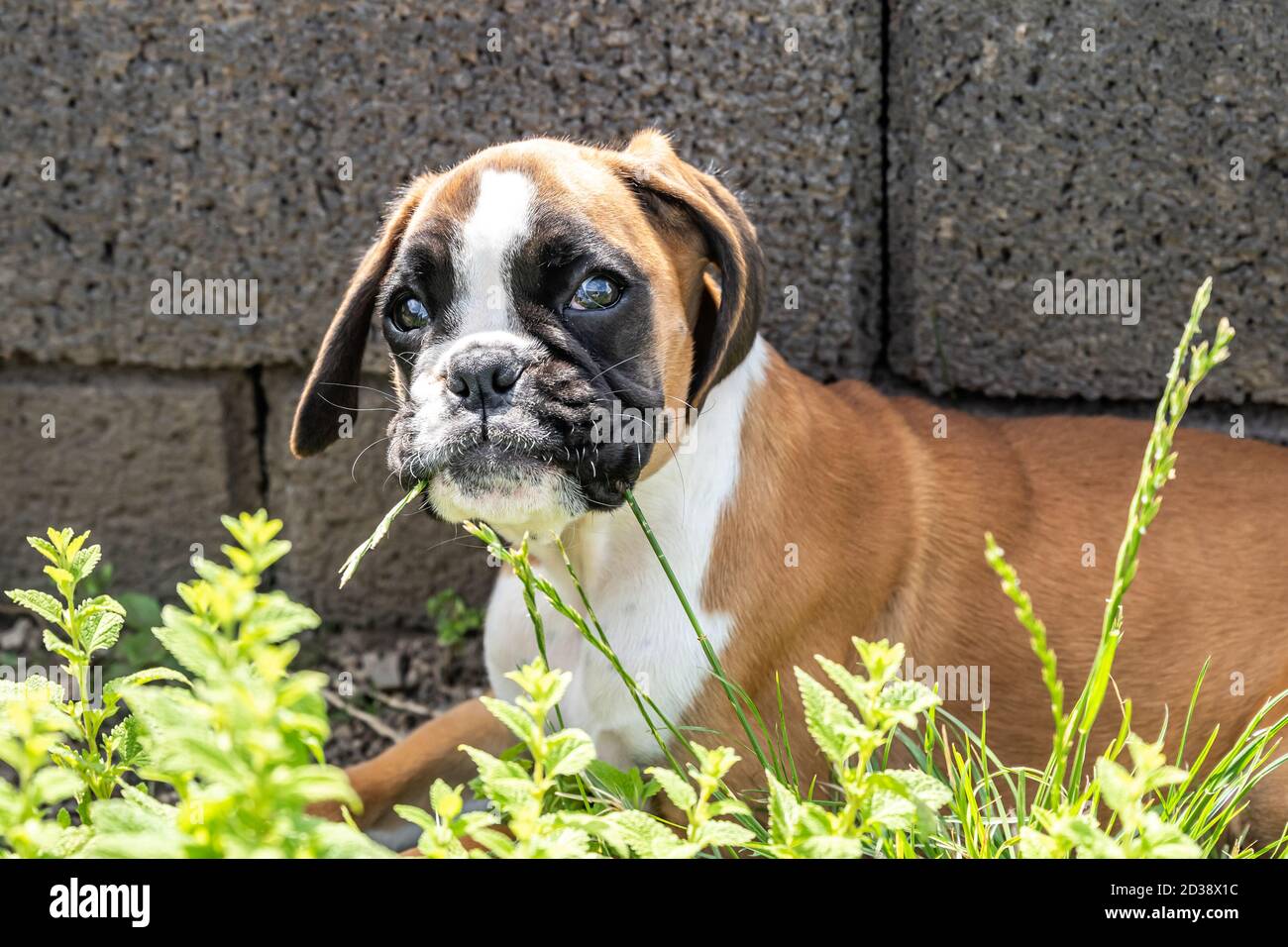8 weeks young purebred golden puppy german boxer dog Stock Photo - Alamy