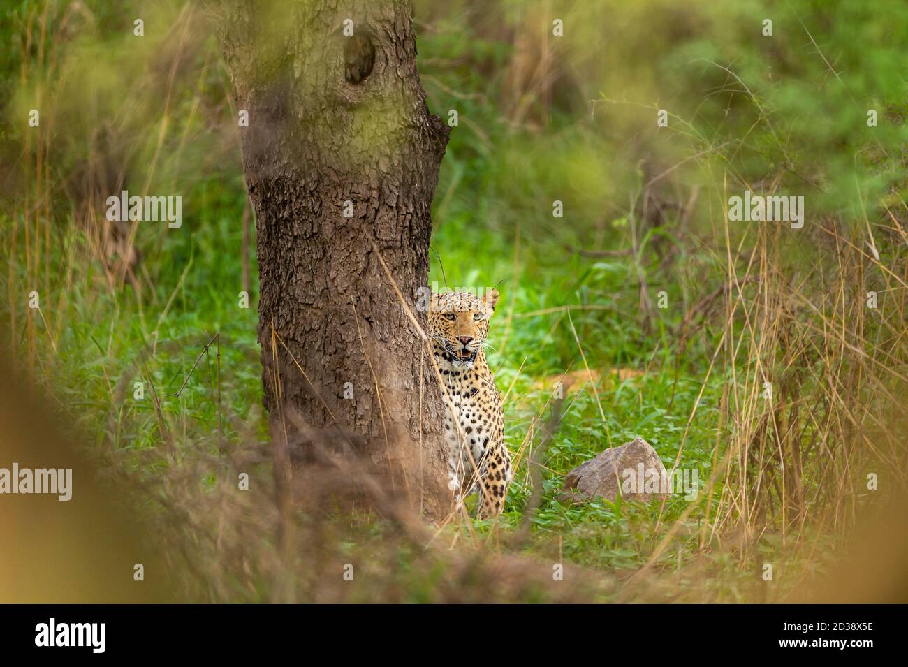 Indian wild female leopard or panther with eye contact in monsoon green ...
