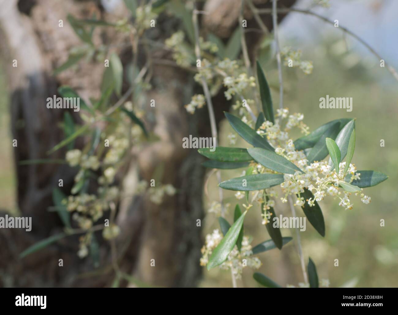 olive branch in bloom in the Tuscan farmland Stock Photo - Alamy