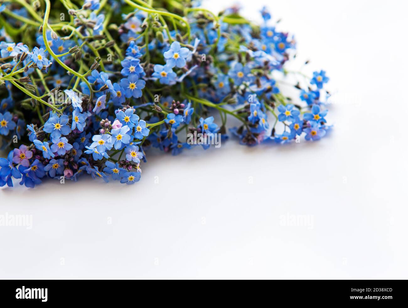 Forget-me-not flowers isolated on white background Stock Photo - Alamy