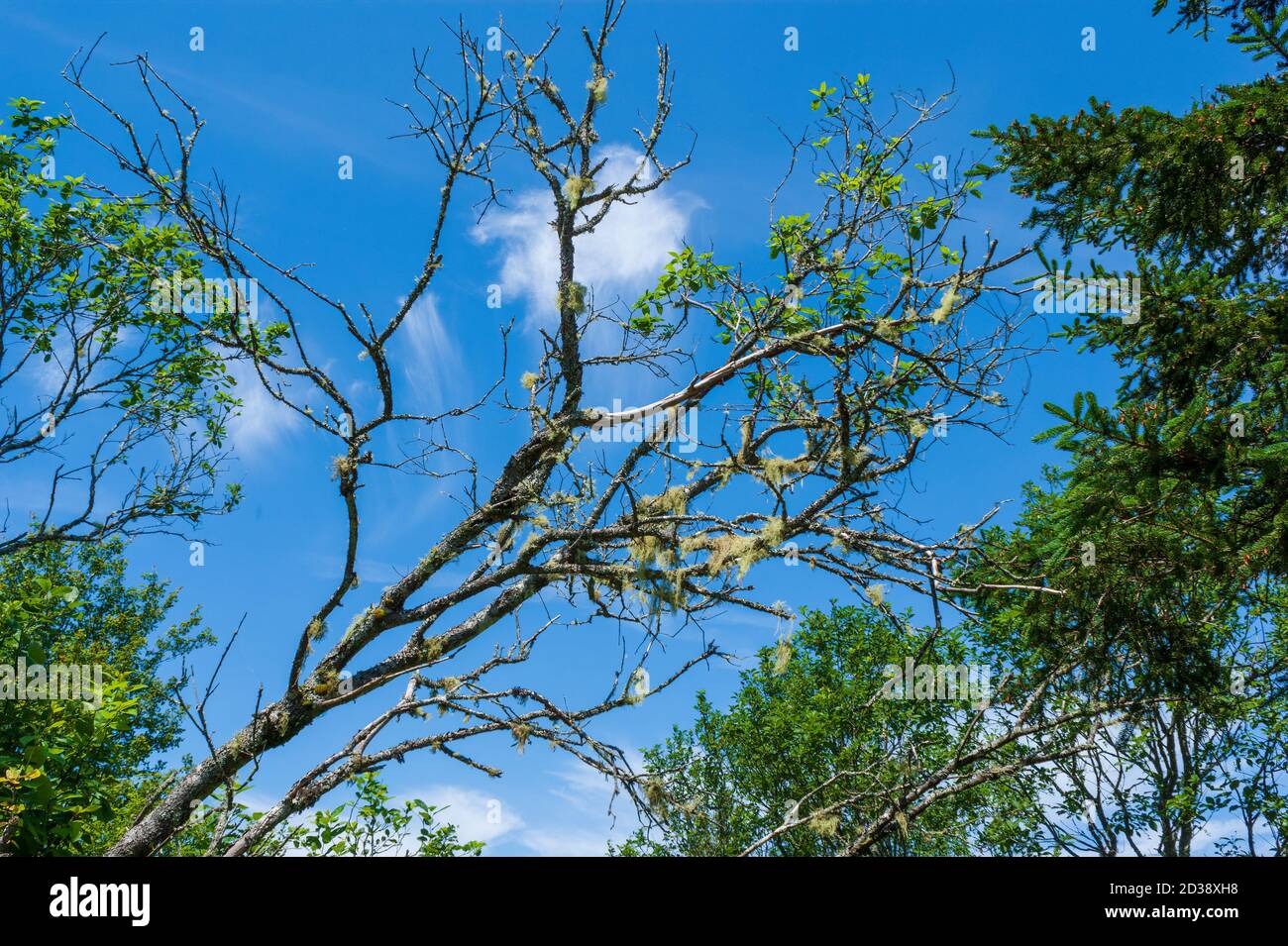 Tree snag with beard lichen (Usnea) hanging from its branches, on a ...