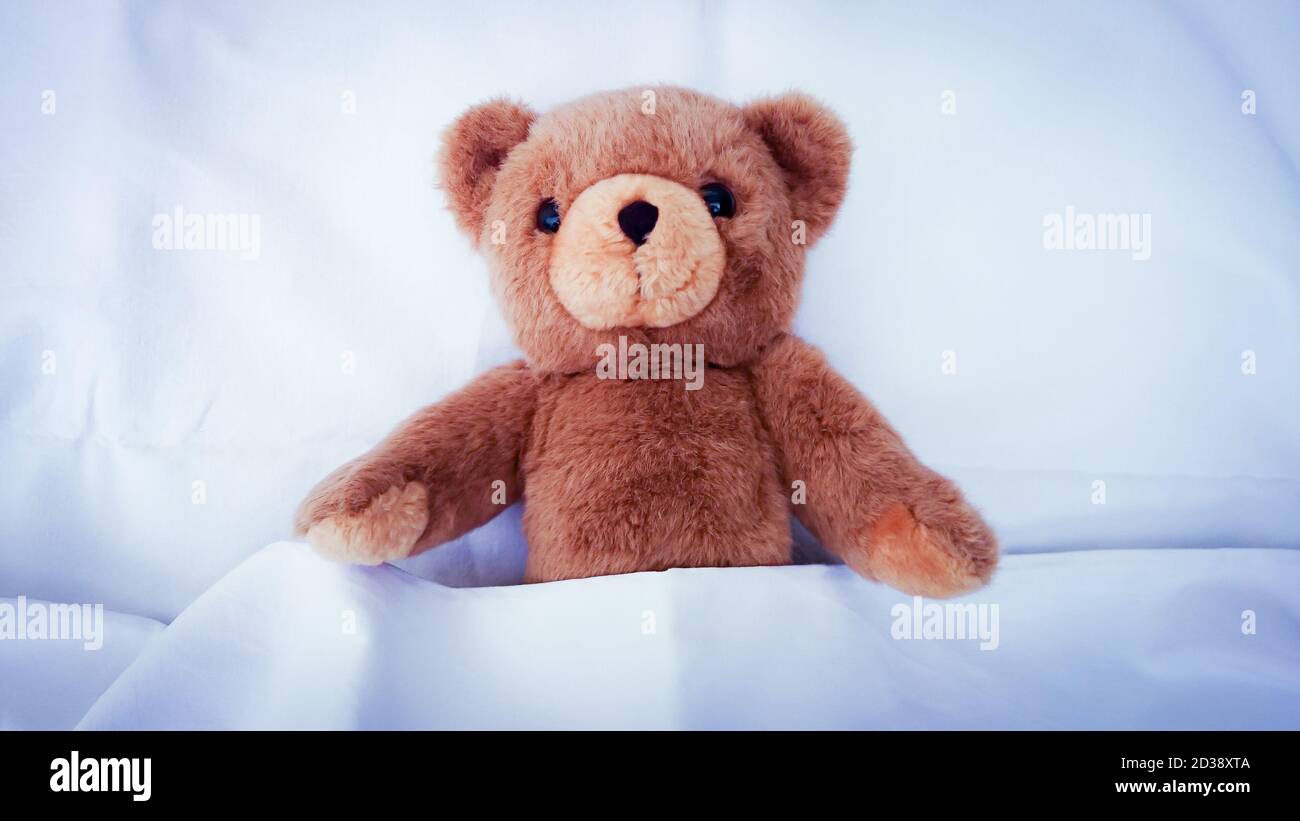 stuffed animal sleeping in a bed with white sheets Stock Photo - Alamy