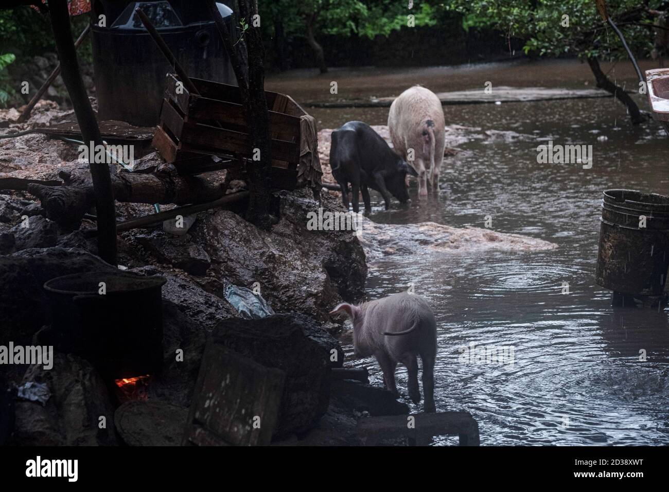 Merida, Mexico. 07th Oct, 2020. Pigs are loose because of the floods ...