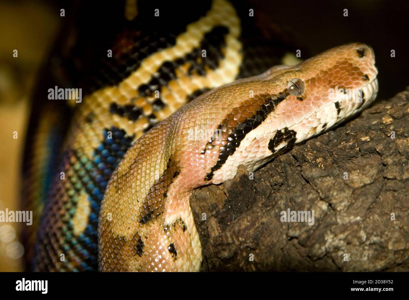 Snake observation hi-res stock photography and images - Alamy