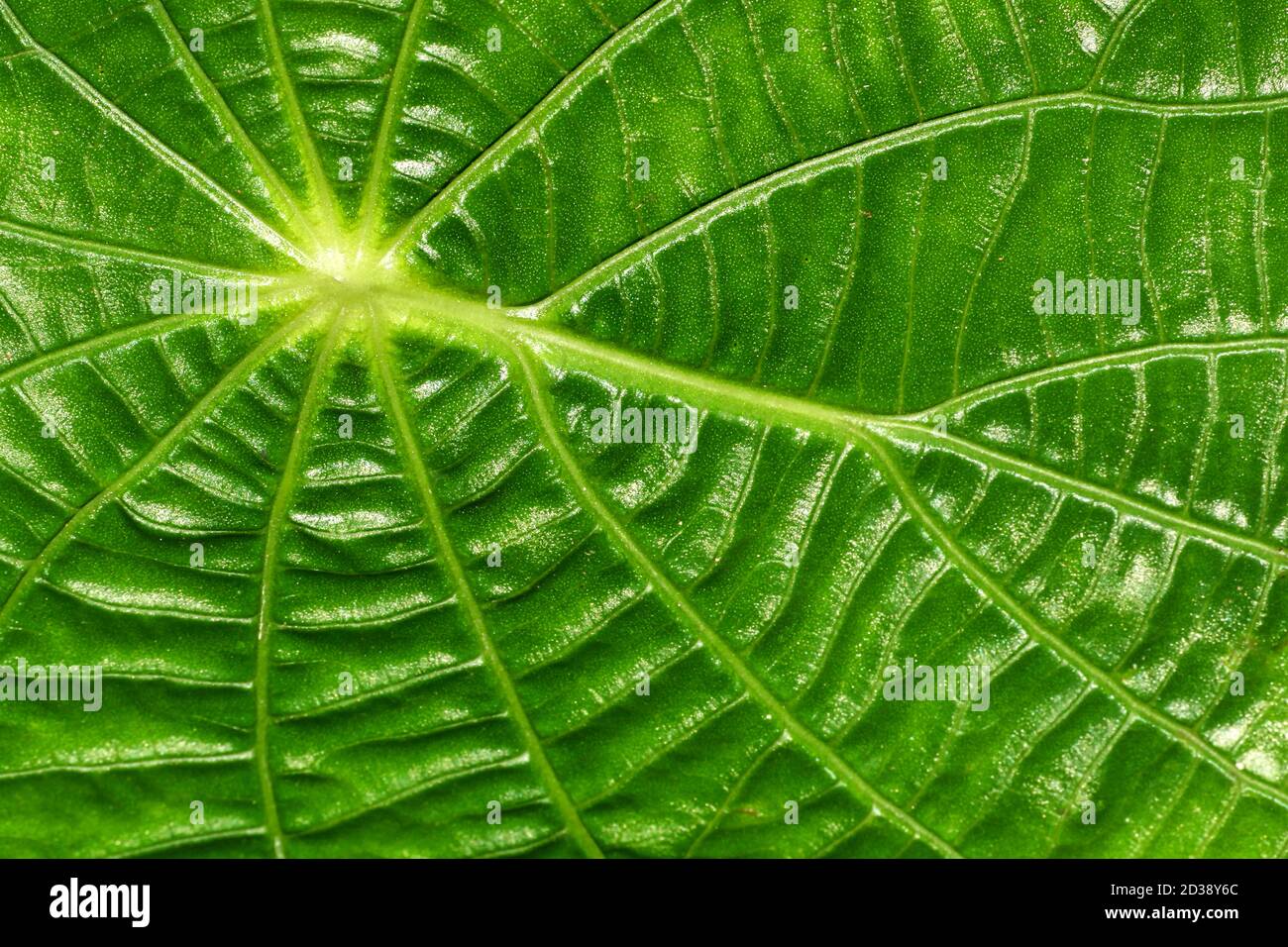 Leaf Ribs, Rainforest, Napo River Basin, Amazonia, Ecuador, America ...