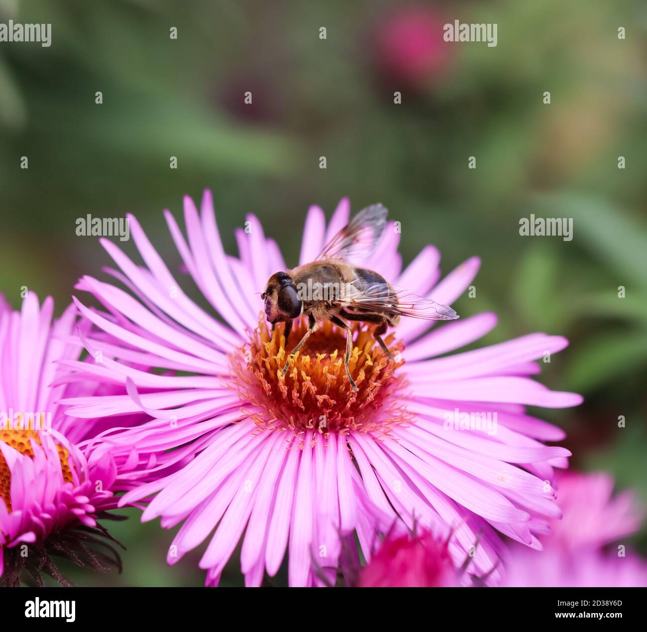 Beautiful pink flowers of autumn aster with a bee in the garden Stock Photo - Alamy
