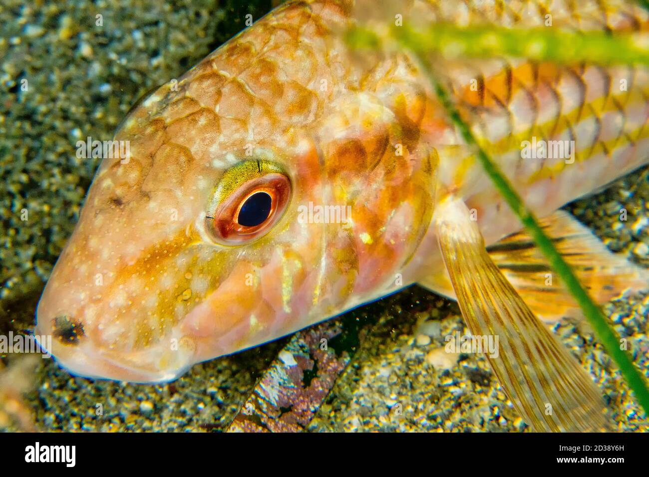 Striped Mullet High Resolution Stock Photography and Images - Alamy