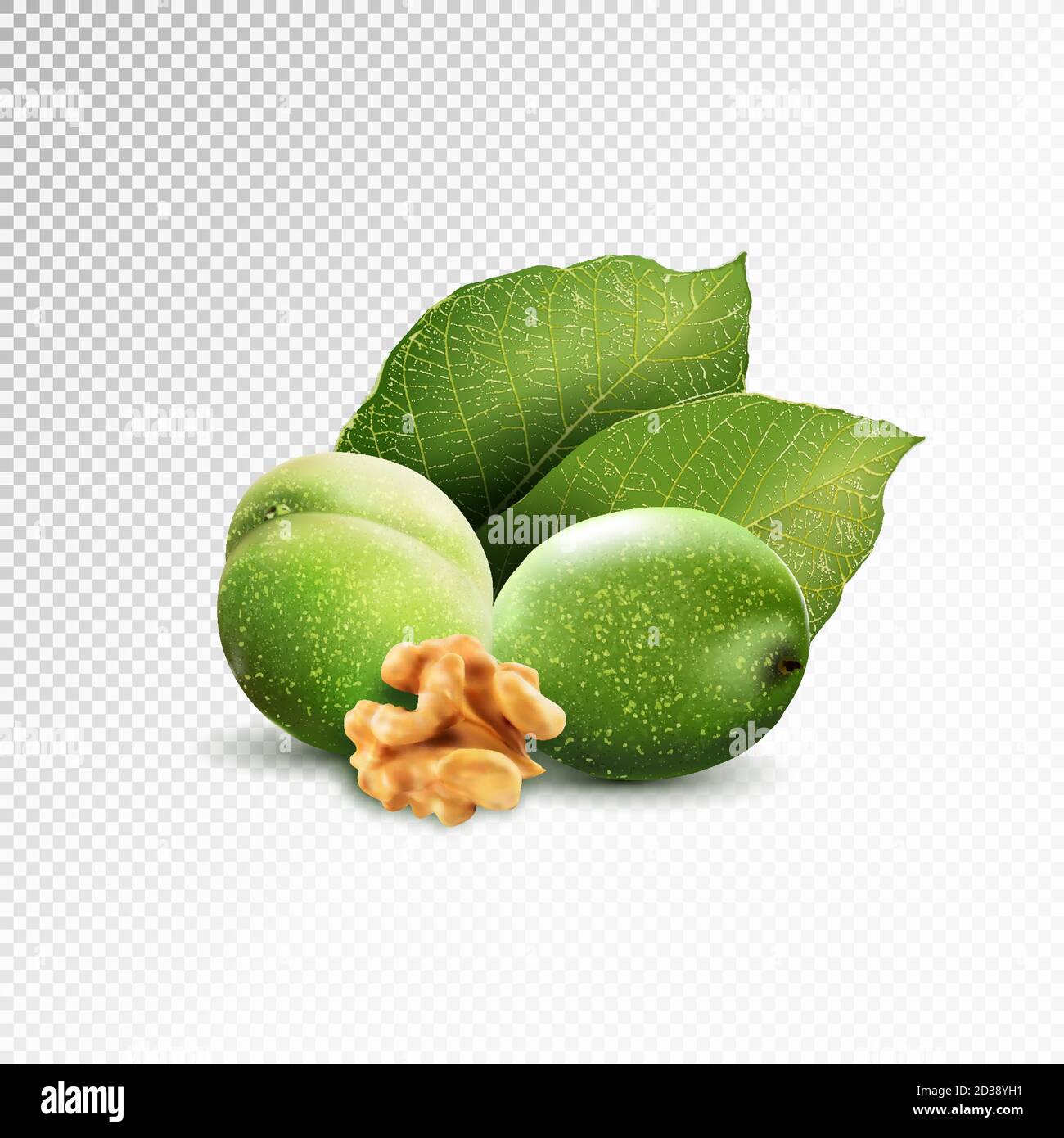 Walnut hull Stock Vector Images - Alamy